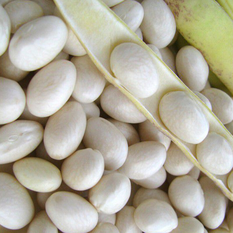 Haricot à Écosser à Rames - Soissons Gros Blanc - Association Kokopelli