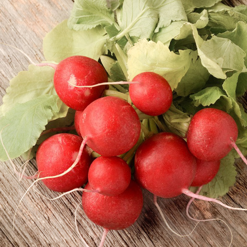 Radis - Rudi | Association Kokopelli