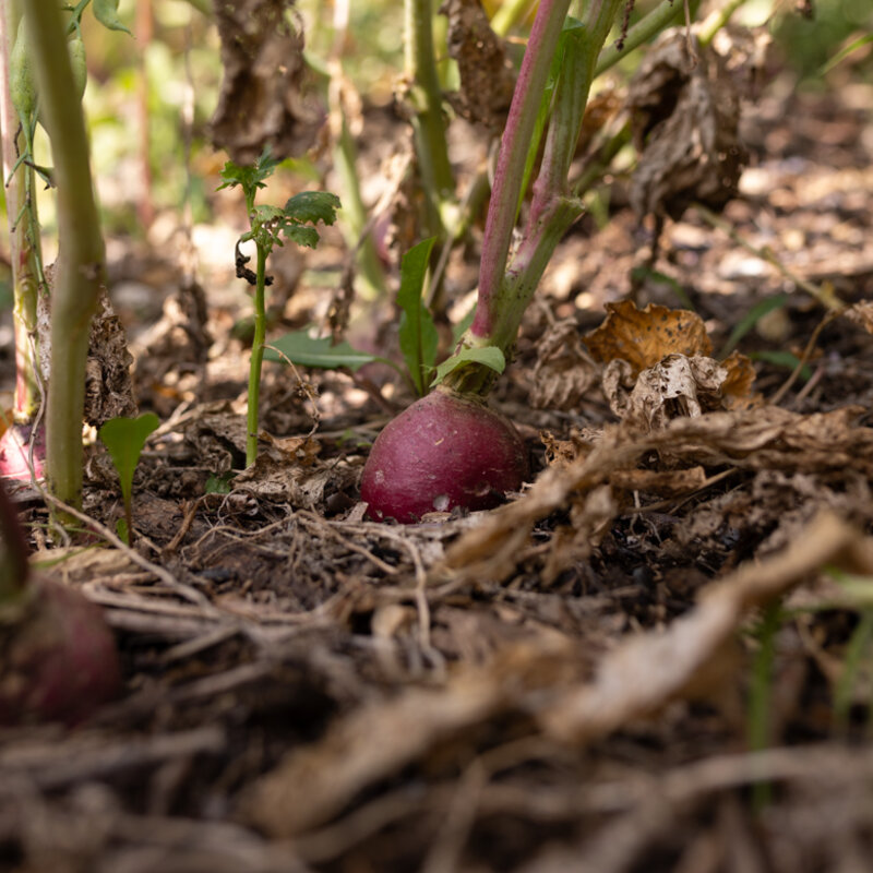 Radis - Rouge à Bout Blanc | Association Kokopelli