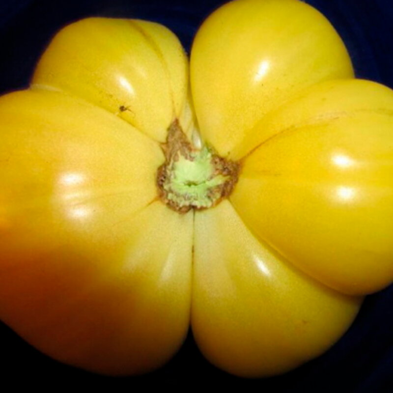 Tomate Blanche - White Tomesol | Association Kokopelli