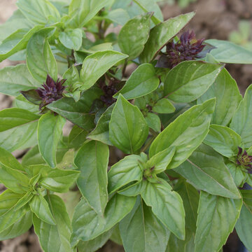 Graines de basilics | Association Kokopelli