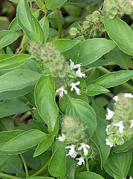 Courges Moschata - Butternut Nutterbutter | Association Kokopelli