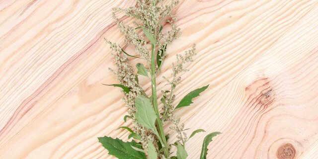 Chénopodes et compagnie - Magenta Spreen | Association Kokopelli