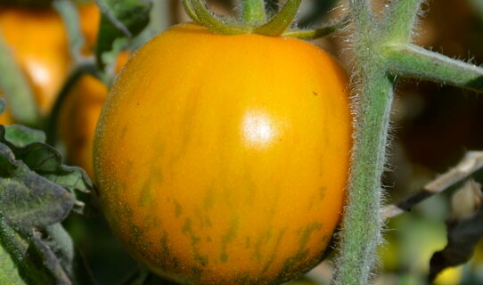 Tomate Verte - Woolly Green Zebra | Association Kokopelli