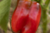 Piment Doux / Poivron - Keystone Giant - Association Kokopelli