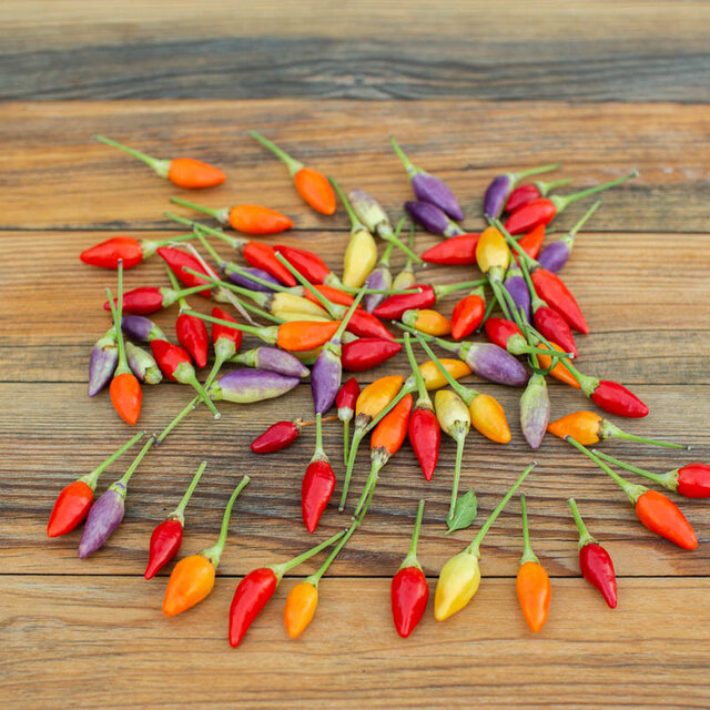 Piment Très Fort - Numex Twilight | Association Kokopelli