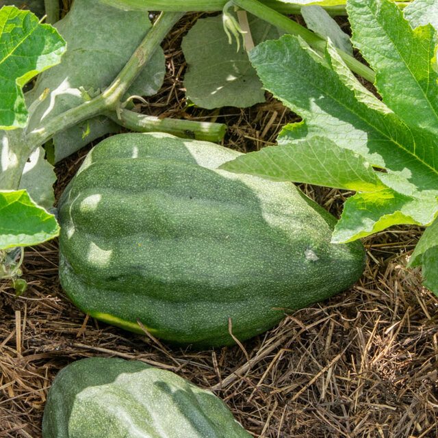 Courges Pepo - Royal Acorn | Association Kokopelli