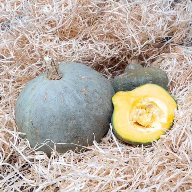 Courges Maxima - Potiron Bleu de Hongrie - Association Kokopelli