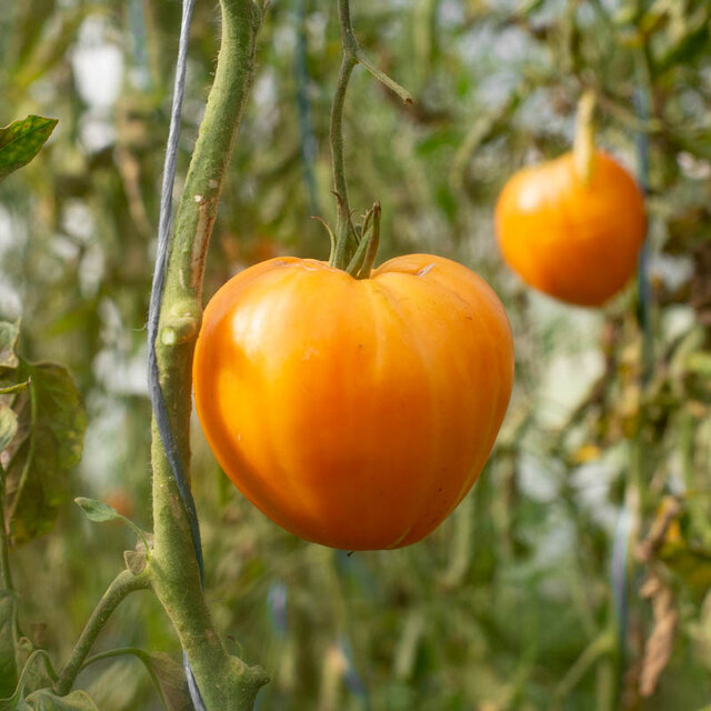 Tomate Orange - Verna Orange | Association Kokopelli