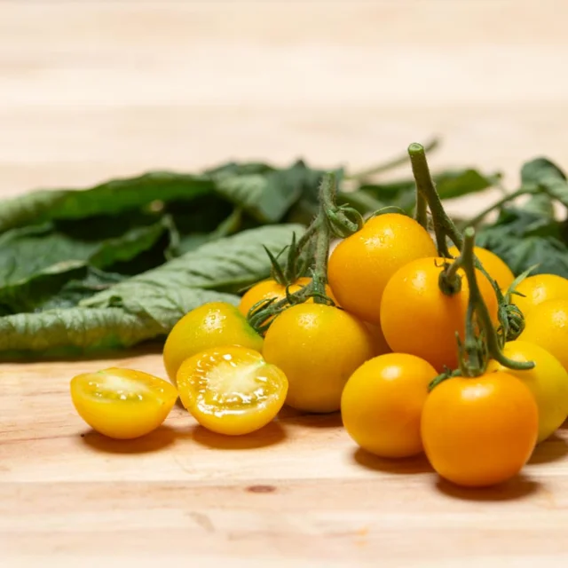 Tomate Jaune - Yellow Perfection | Association Kokopelli