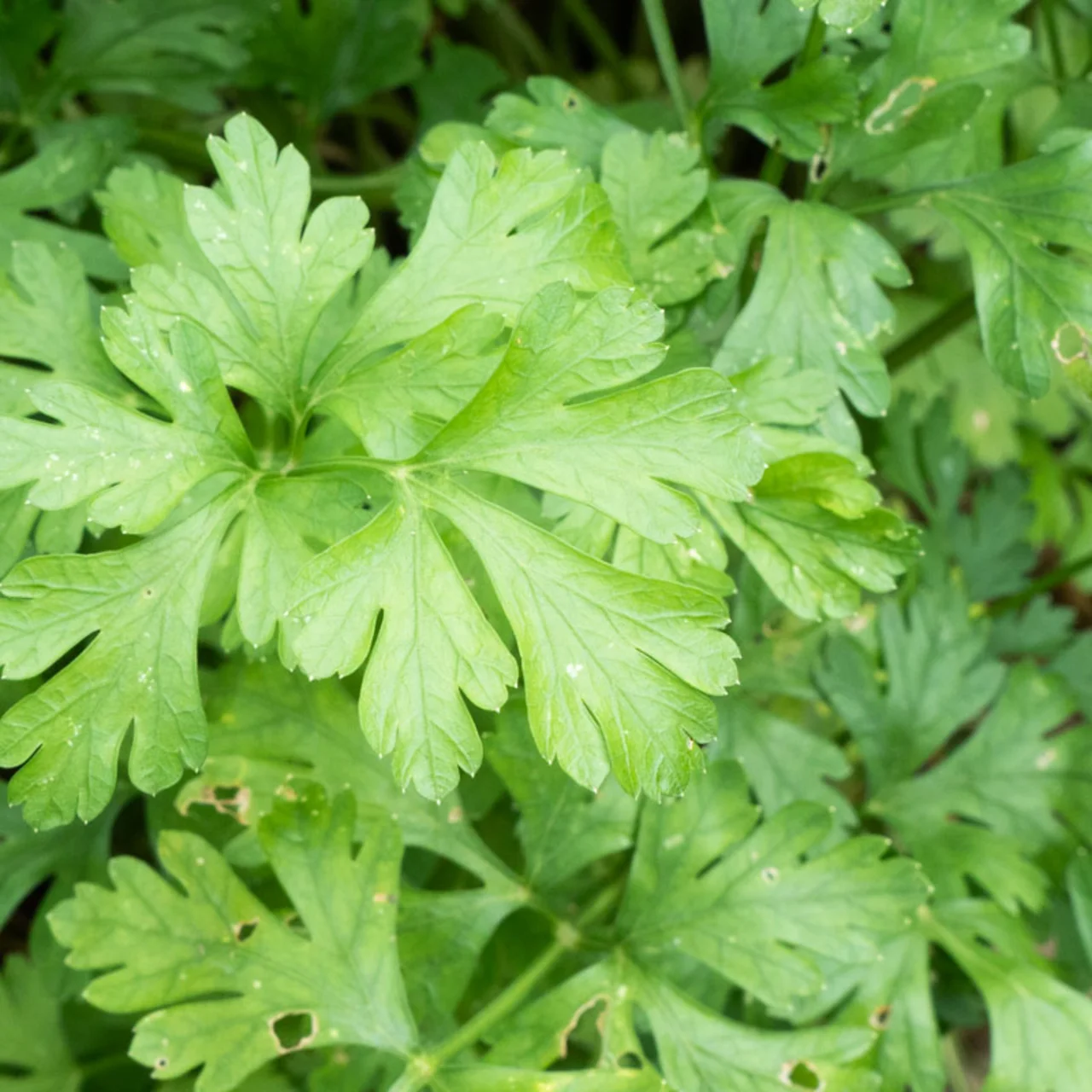 Persil Géant d’Italie | Association Kokopelli