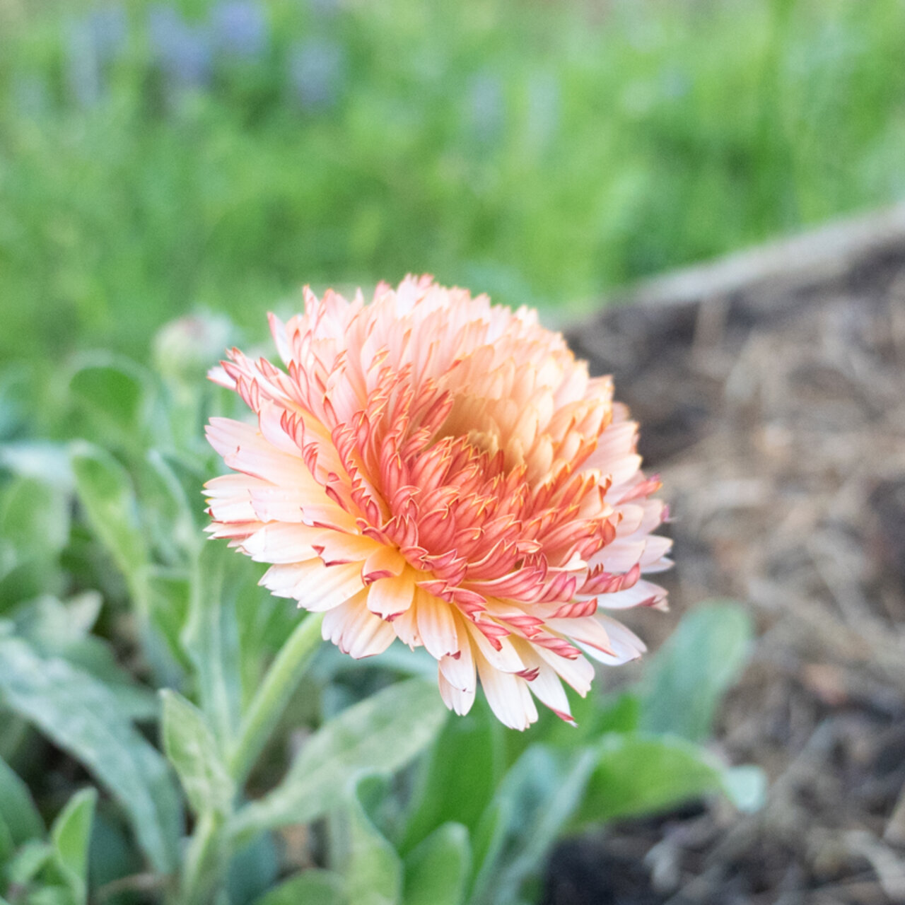 Soucis - Triangle Flashback Zeolight | Association Kokopelli