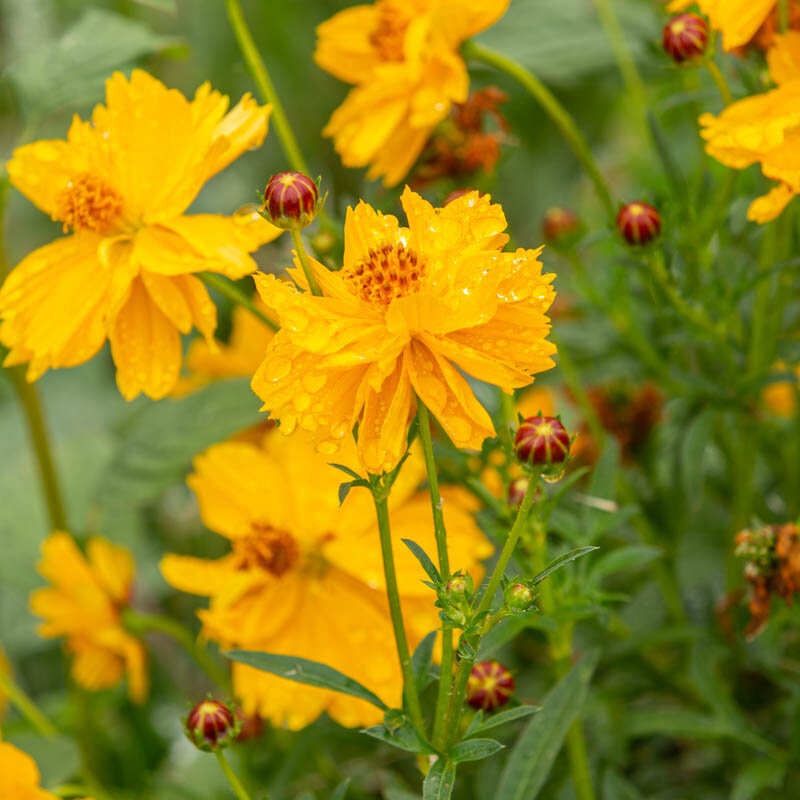 Cosmos - Cosmic Yellow | Association Kokopelli