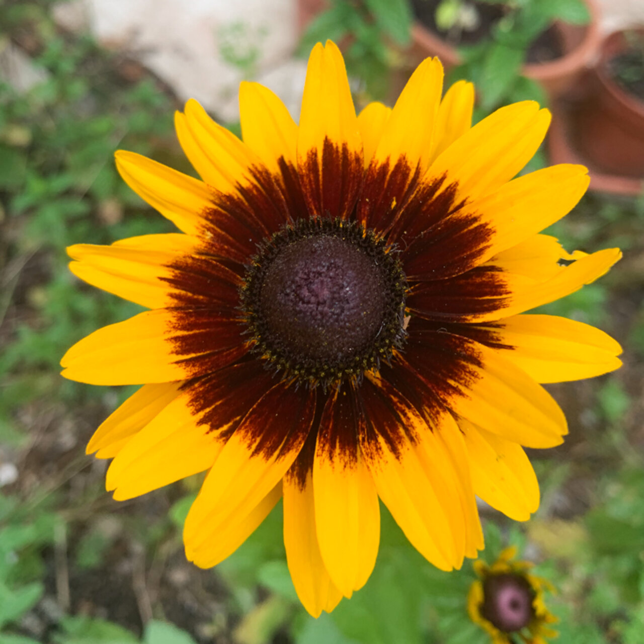 Heirloom Solar Eclipse Rudbeckia Organic Seeds | Association Kokopelli