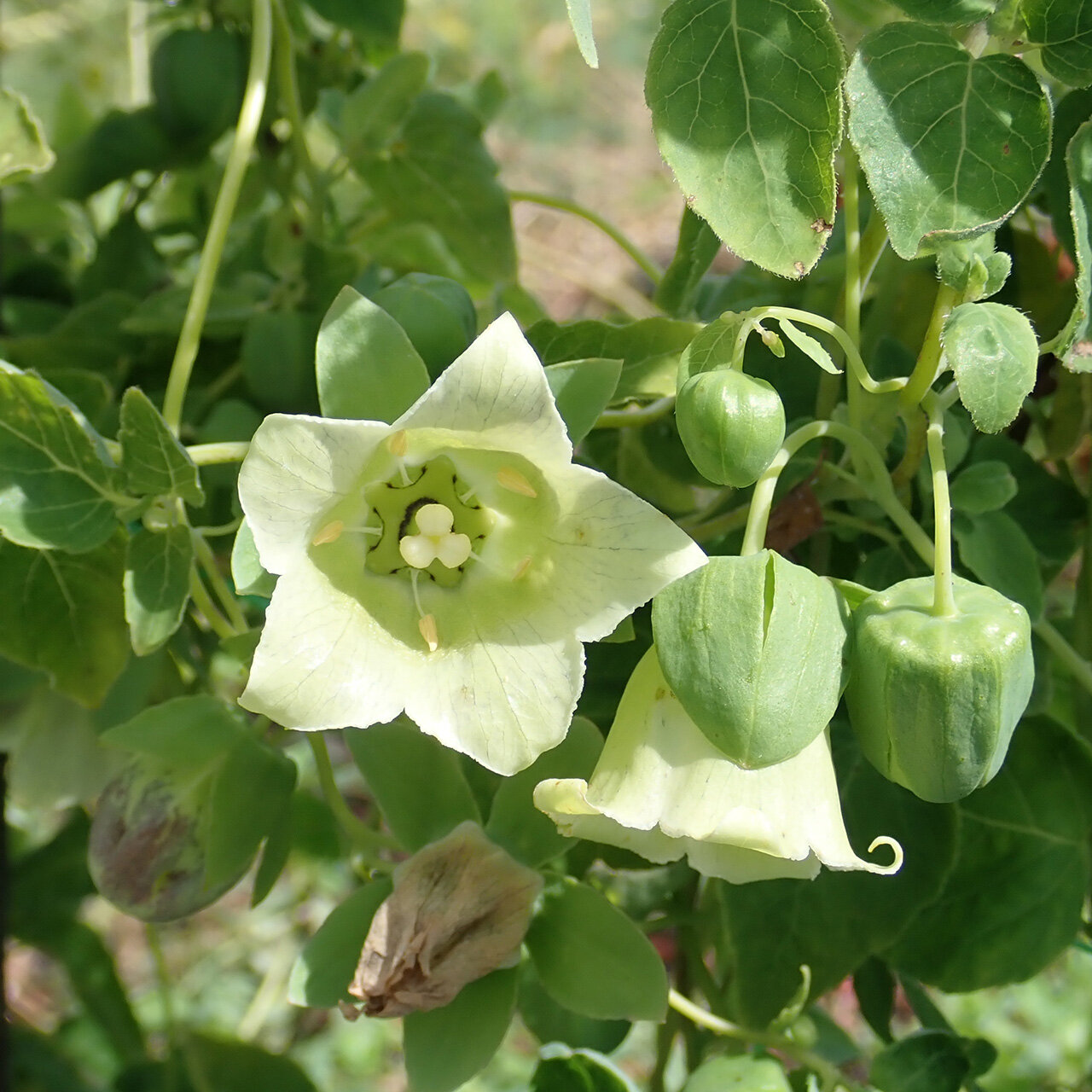 Codonopsis - Ginseng du Pauvre | Association Kokopelli