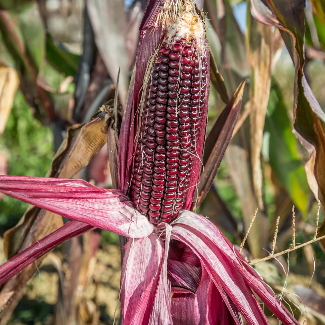 Heirloom Double Red Corn Organic Seeds | Association Kokopelli
