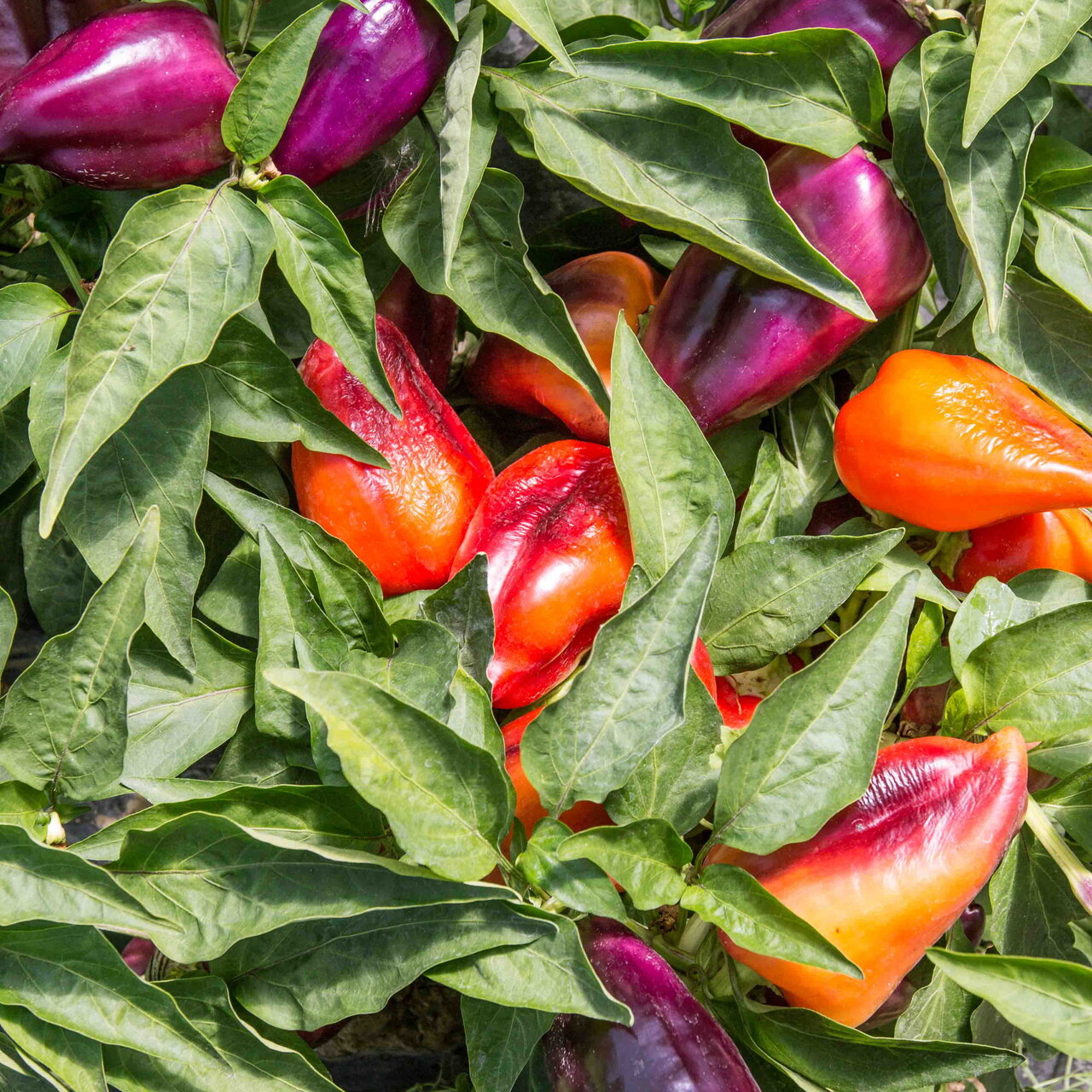 Piment Doux / Poivron - Oda | Association Kokopelli