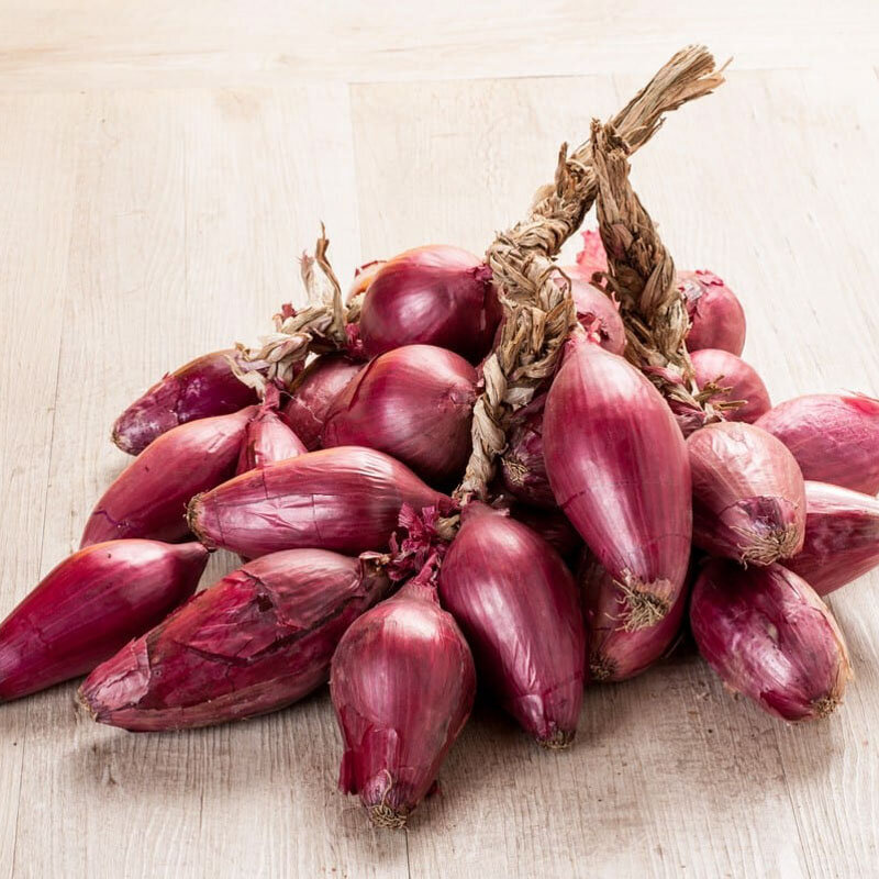 Oignons - Rouge de Tropea / Tropea Tonda | Association Kokopelli