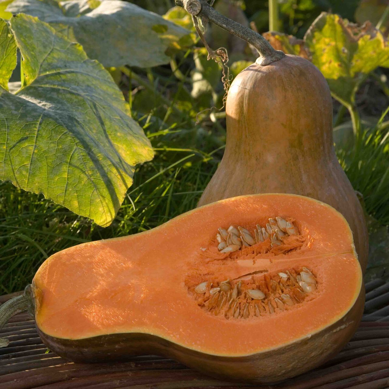 Courges - Courges En mélange | Association Kokopelli