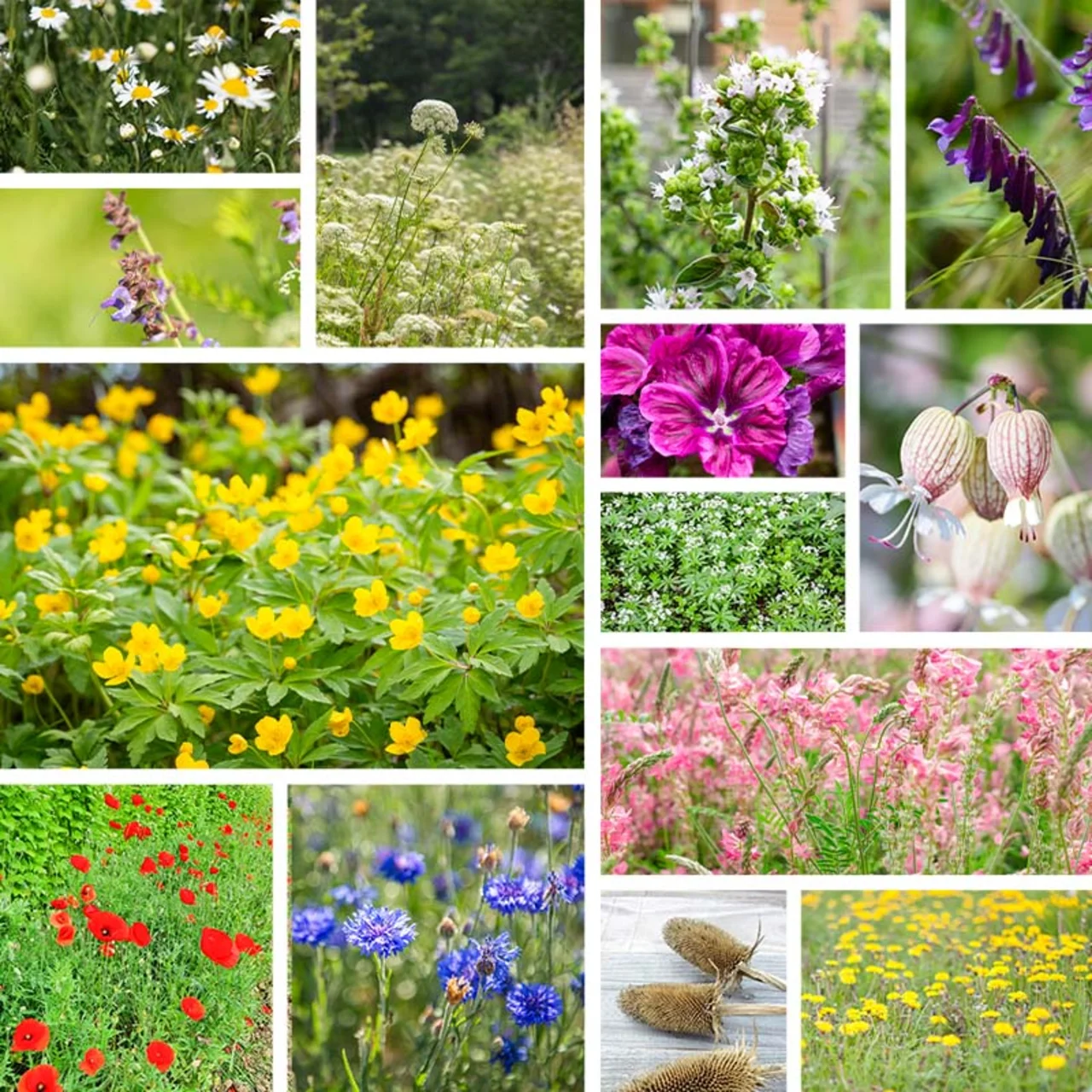 Flower mixtures - Wild Flower Meadow | Association Kokopelli