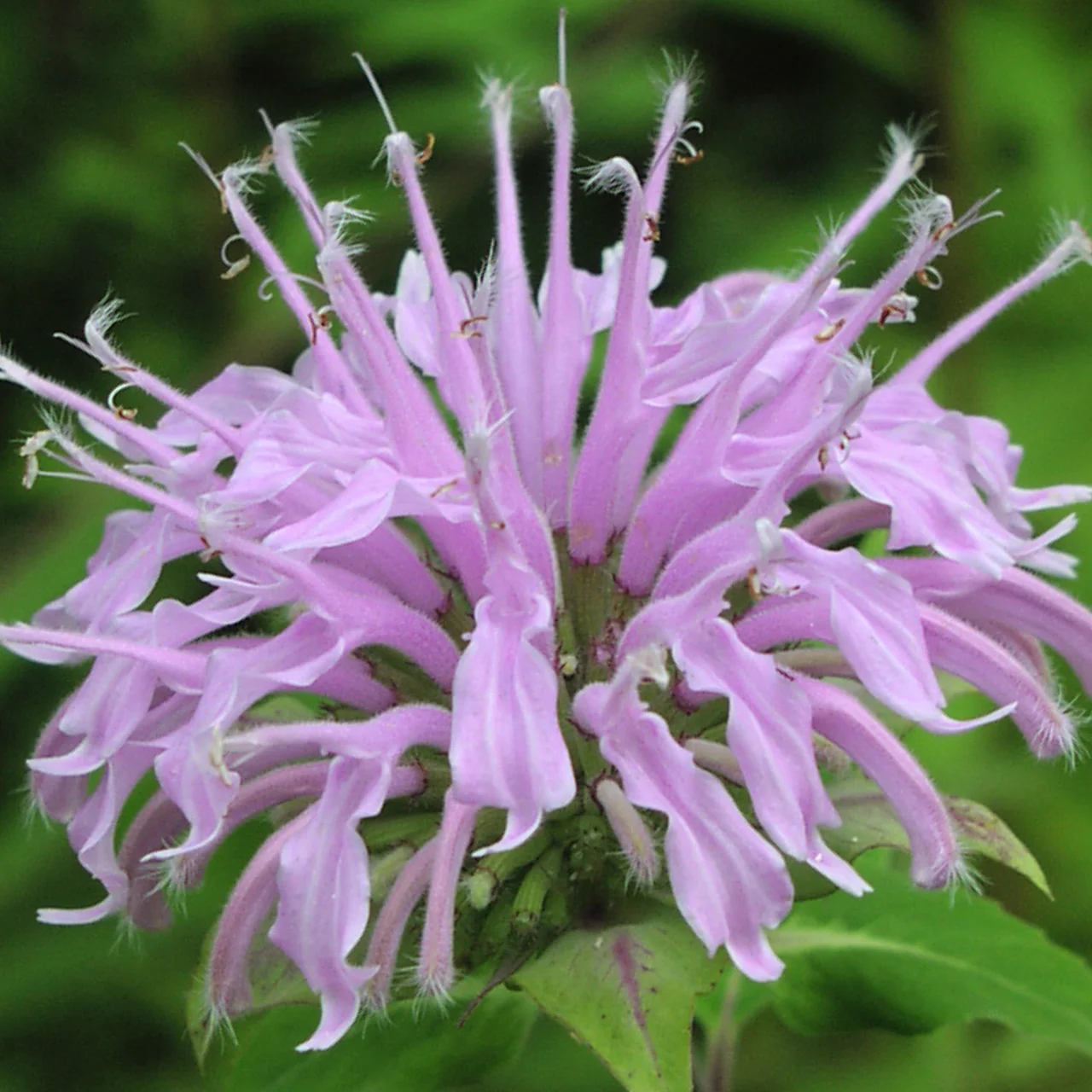 Monardes - Monarde Fistuleuse