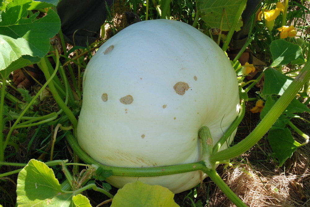 Courges maxima - Blanche du Dauphiné | Association Kokopelli