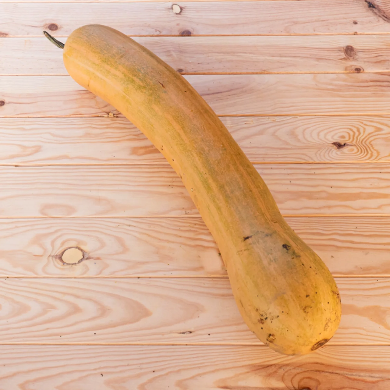 Courge Longue de Nice | Association Kokopelli