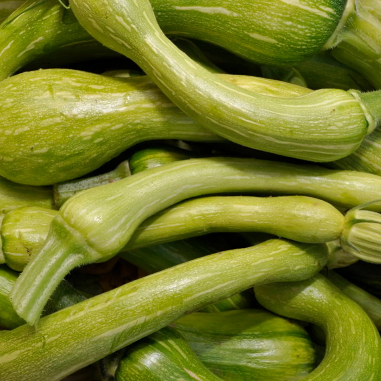 Courge Longue de Nice | Association Kokopelli