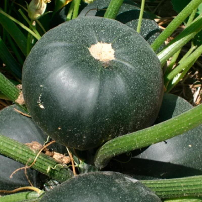 Courgettes - Ronde de Piacenza | Association Kokopelli