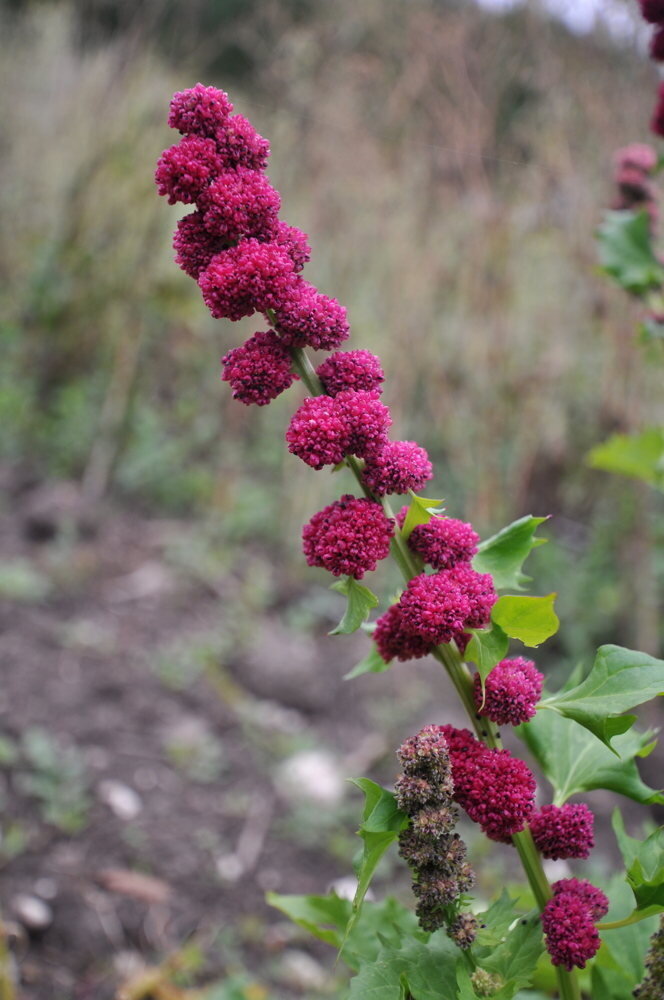 Épinard fraise | Association Kokopelli