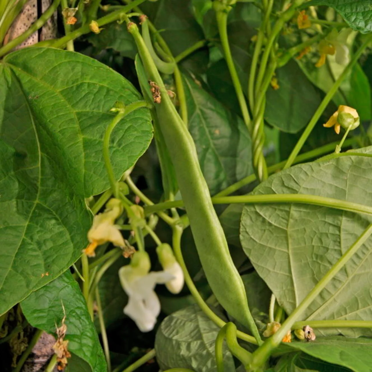 Haricot à Écosser à Rames - Tarbais | Association Kokopelli