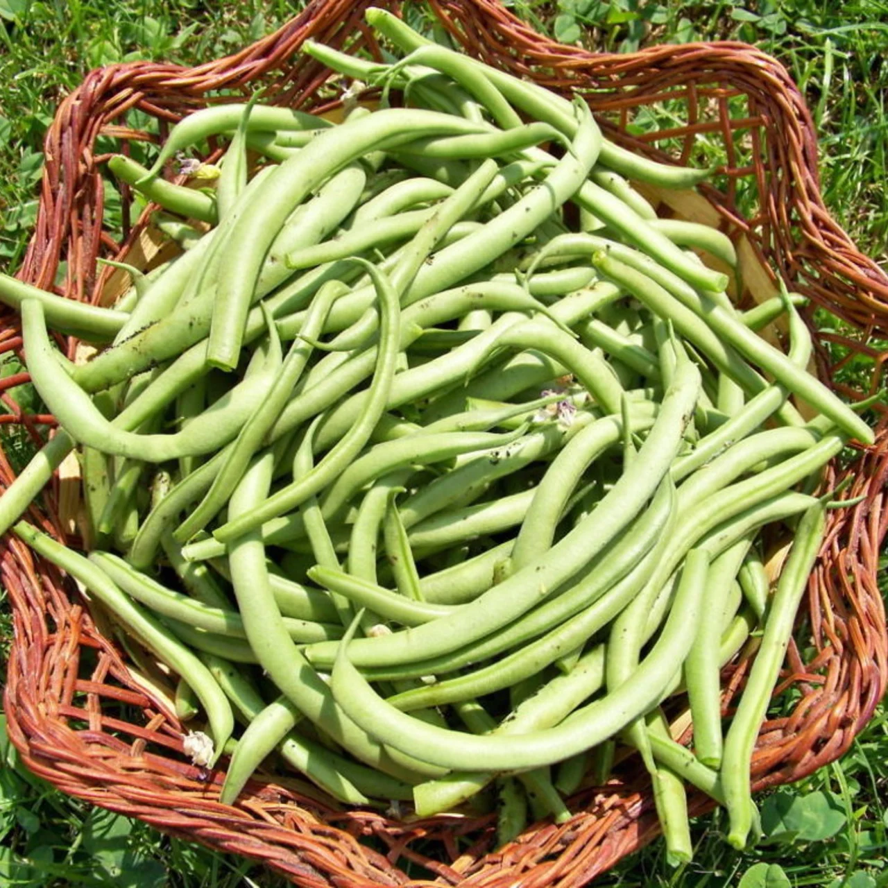 Haricot Mangetout Nain - Contender | Association Kokopelli