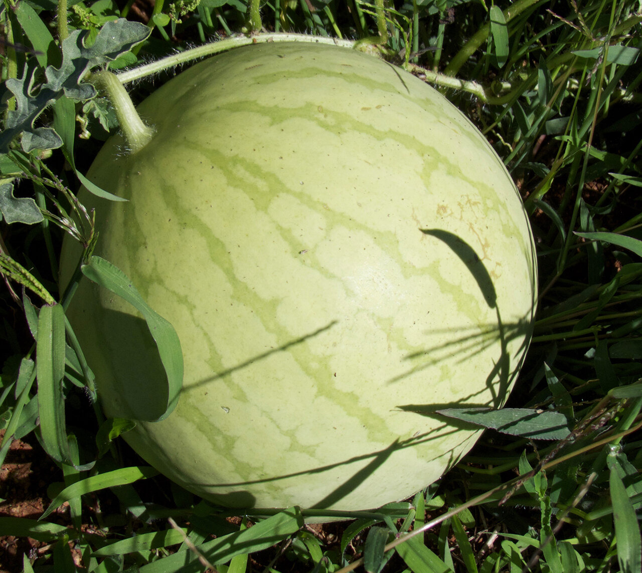 Heirloom Navajo Winter Watermelons Organic Seeds | Association Kokopelli