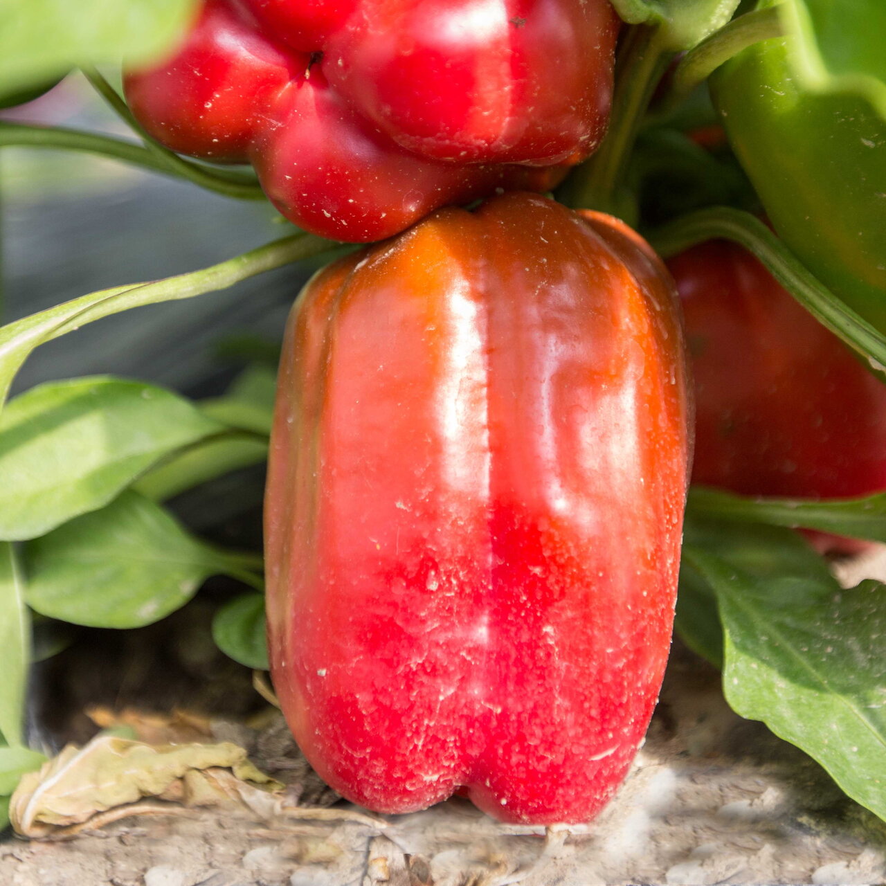 Piment Doux / Poivron - Jupiter | Association Kokopelli