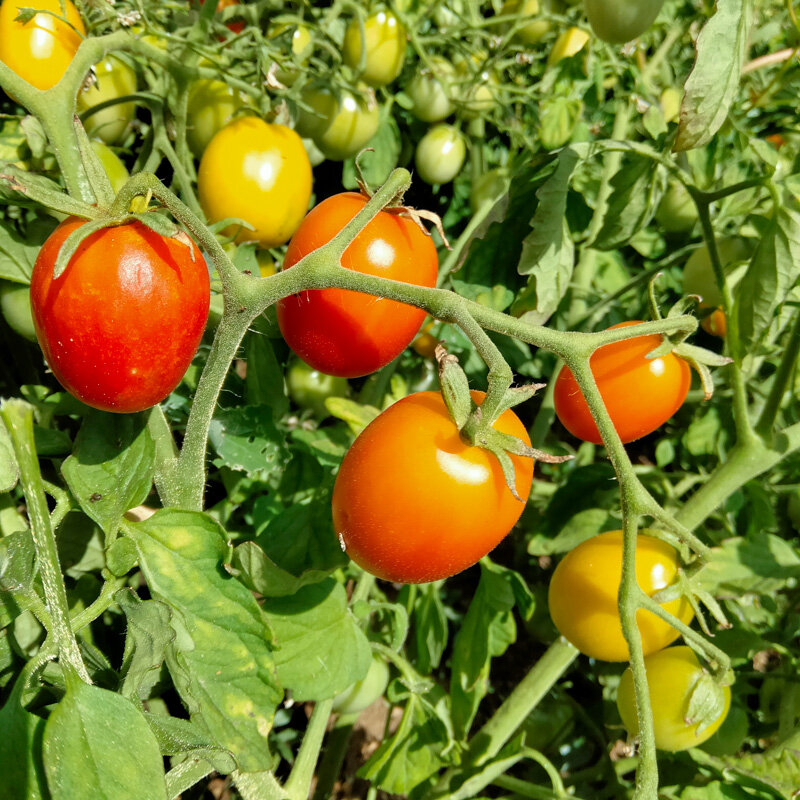 Tomate-Cerise rouge Early Cherry | Association Kokopelli