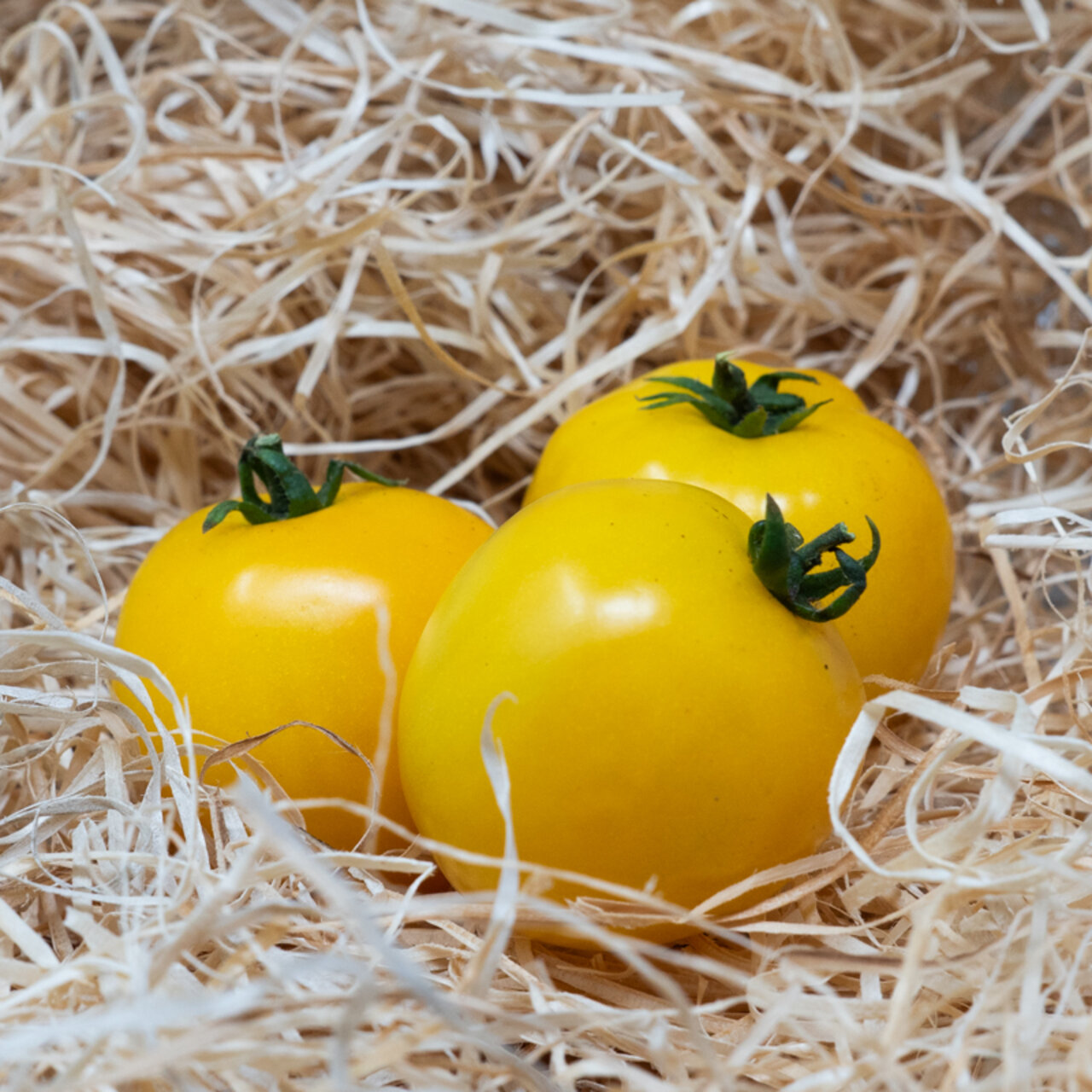 Tomate Jaune - Taxi Yellow | Association Kokopelli