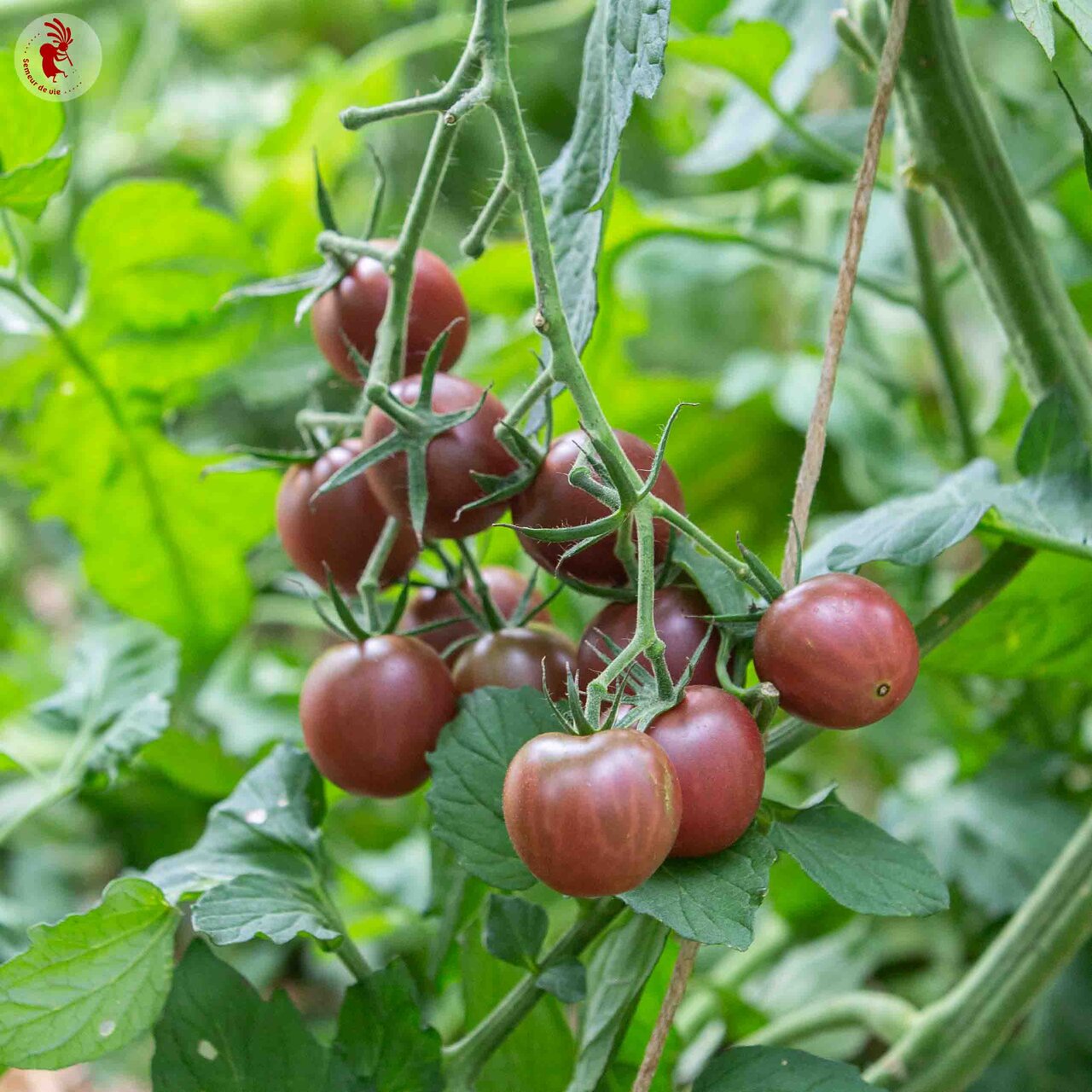 Tomate-Cerise Noire - Black Cherry / Cerise Noire | Association Kokopelli