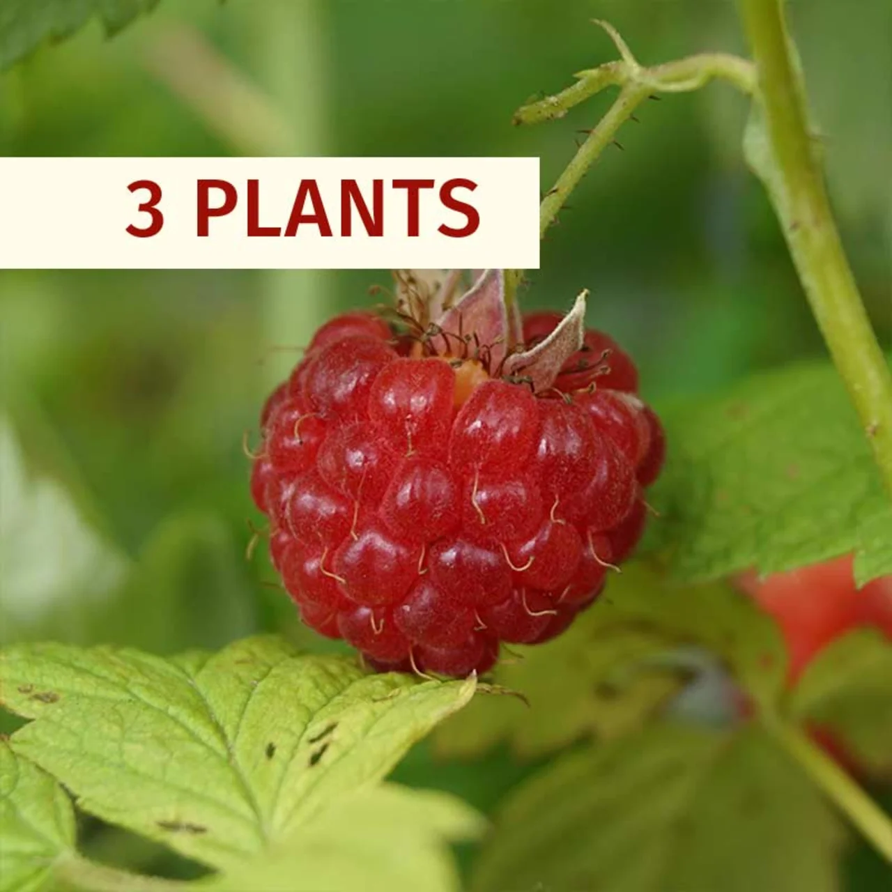 Raspberry - 3 late raspberry plants September AB | Association Kokopelli