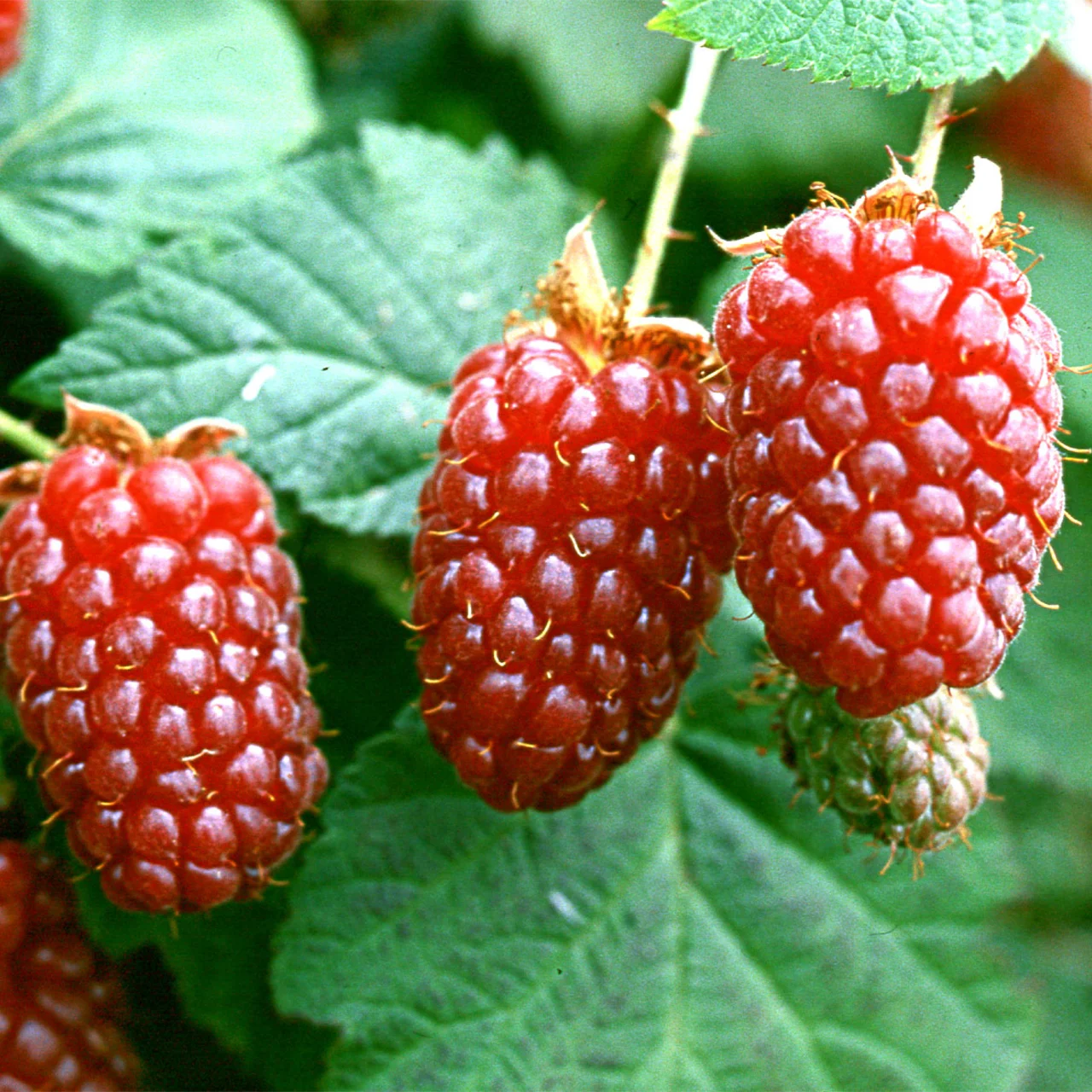 Raspberry - Tayberry" mulberry tree 2 organic plants | Association ...